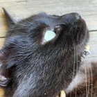 Amy Locust Whatever | CBMC