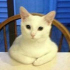 UNKILLABLE ANGEL | Ada Rook