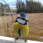 Dog Dribble | Getdown Services