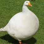 GRIEVING BIRTH | Internal Rot