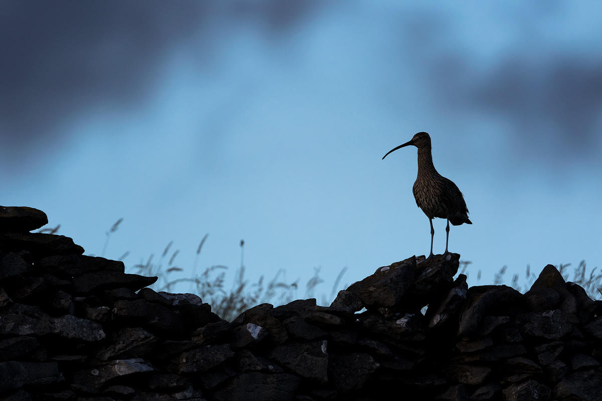Simmerdim: Curlew Sounds | Various Artists | Curlew Sounds