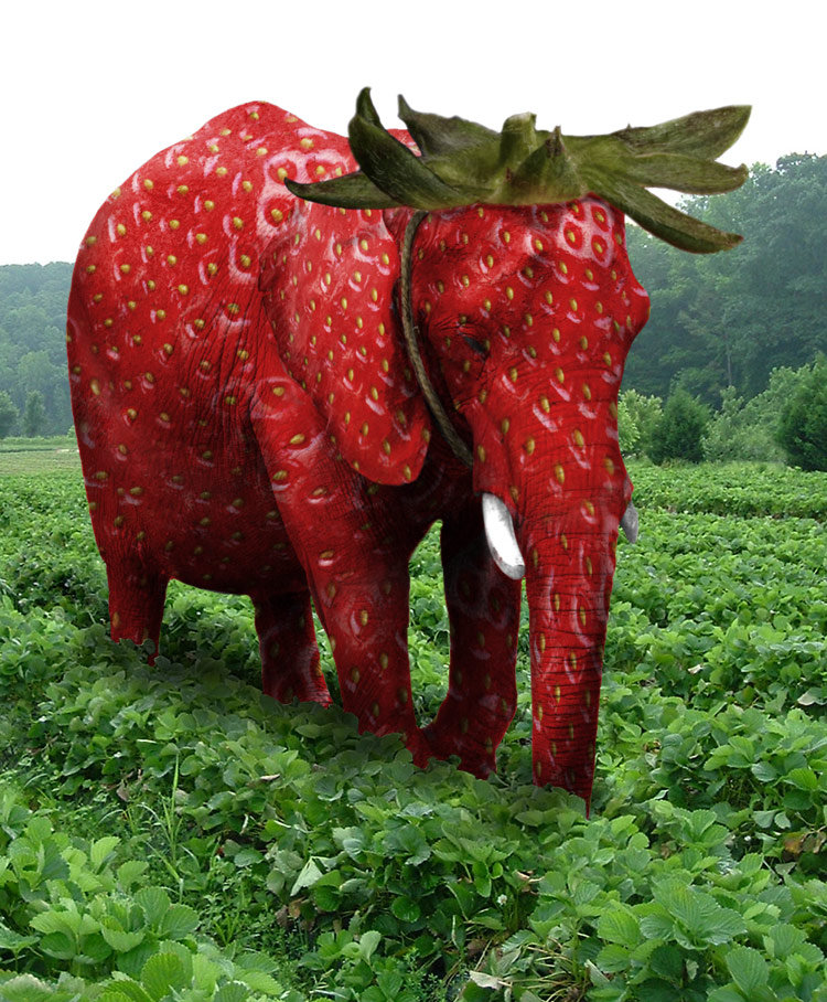 Music | Strawberry Elephant