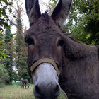 La Femme Ressort (EP) | La Femme | LA FEMME