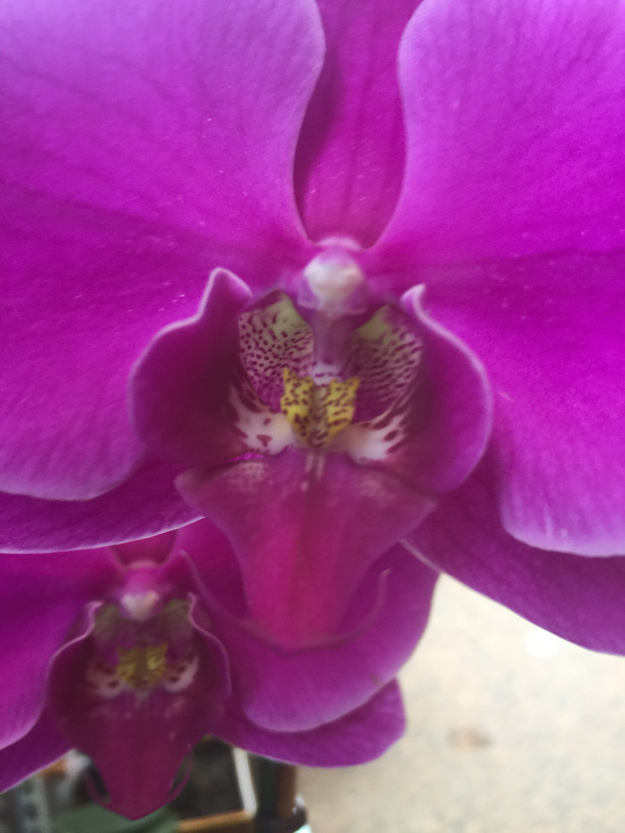 A COLLECTION OF VARIOUS SONGS MADE BY DREAMCASTER | WelcomeHomeCult