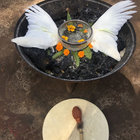 Botanas: Guazú & Terror Cactus | Guazú & Terror Cactus | Shika Shika