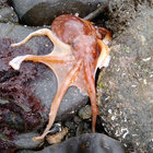 Some Heavy Ocean | Emma Ruth Rundle