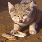 Sport Fishin': The Lure of the Bait, The Luck of the Hook | Shadowy Men ...