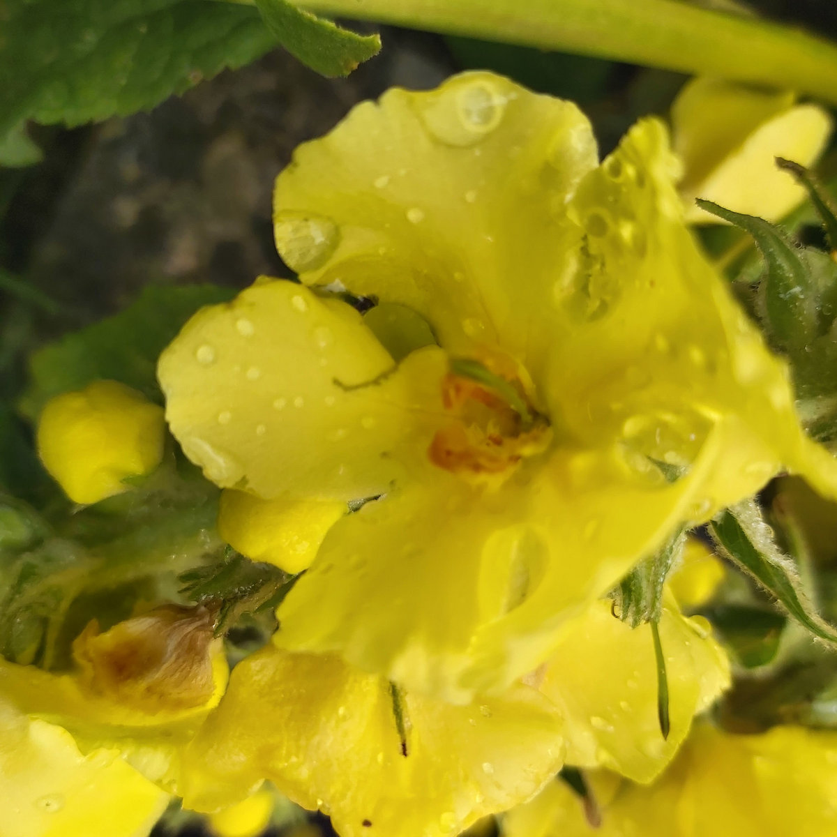 Mor Lum Beat | โคโค