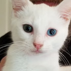 The Terminus Isolation Tracks | Eric Gottesman with Jamie Cronander ...