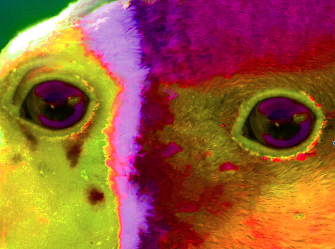 Funky Acid Creature | Avant Grade