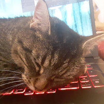 meowthy_girl's collection | Bandcamp