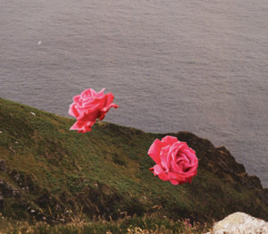 Music | Neal Perrine