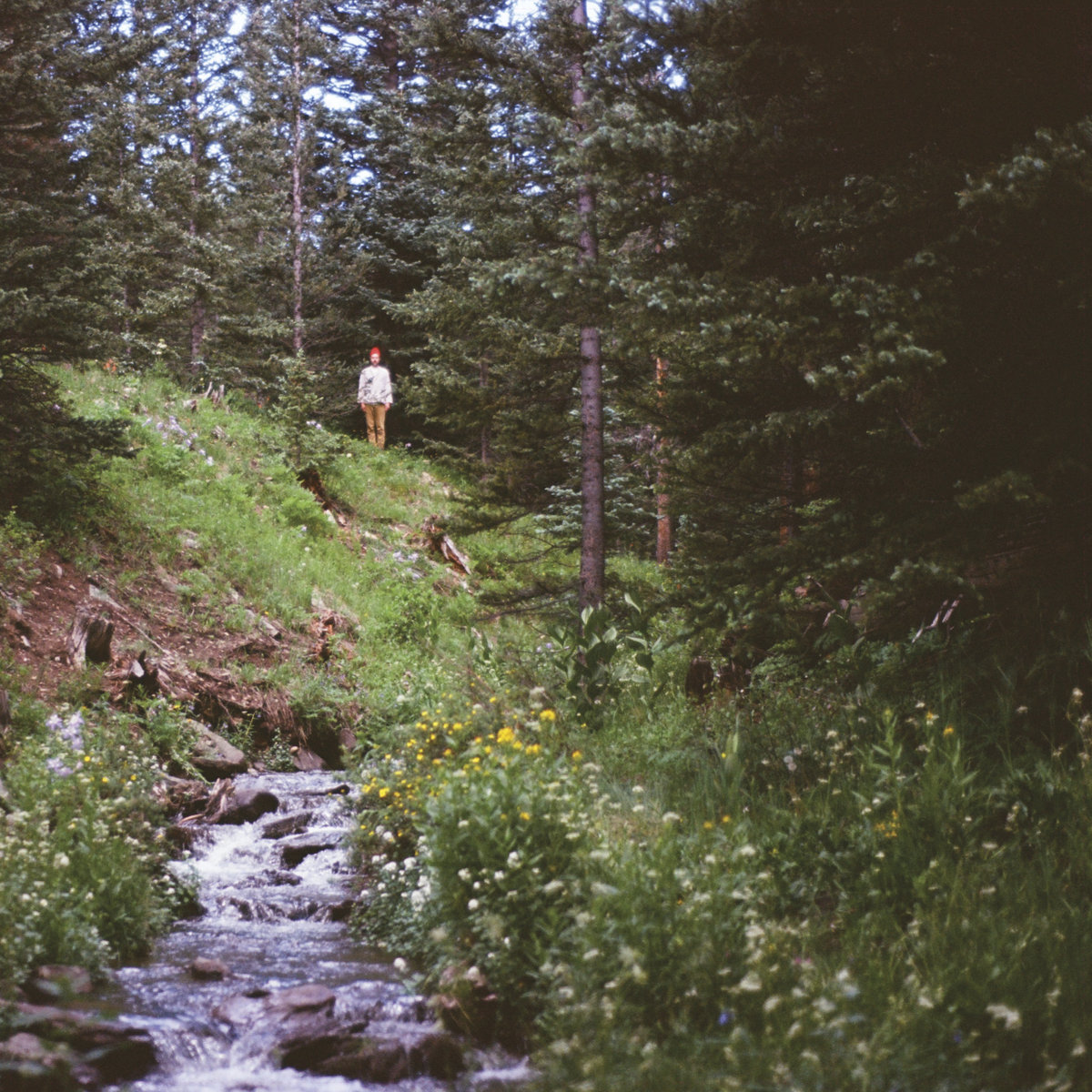 Forest Standards Vol. 3 | David Lord