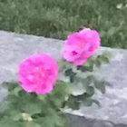 Ten Billion Angels | Zora Jones