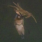 Shenzhou [Reissue with bonus album] | Biosphere