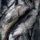 Divinations | Oracle Sisters