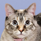 Identity Sequence | zircon