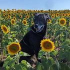 Chroma Velocity | City Girl