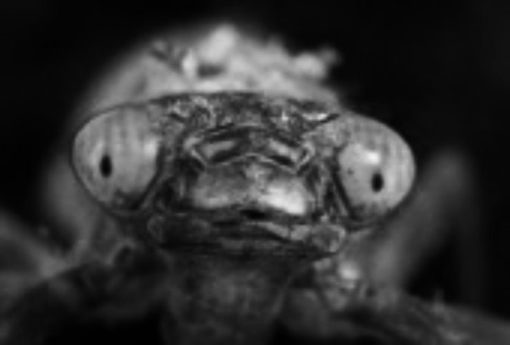 Pond Strider | Pond Strider