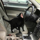 Nature Tapes EP | Lemon Demon