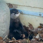 MOBO Presents: The Perfect Cast LP feat. Modern Baseball (30th ...