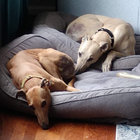 Jump Rope Gazers | The Beths