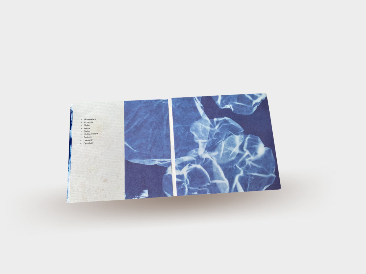 Cyanotype | Fossil Hunting Collective