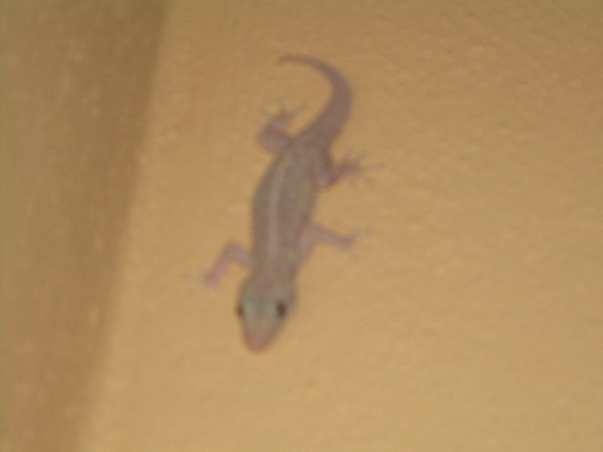 Harpering | Holidayland