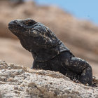 Dim Probs | Gruff Rhys