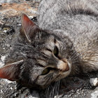 Some Heavy Ocean | Emma Ruth Rundle