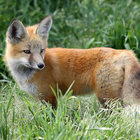 Baker's Dozen: DIBIA$E | DIBIA$E