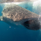 Order of Torment | Genocide Pact