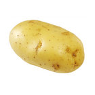 Monocyte: The Lapis Coil | Saltillo