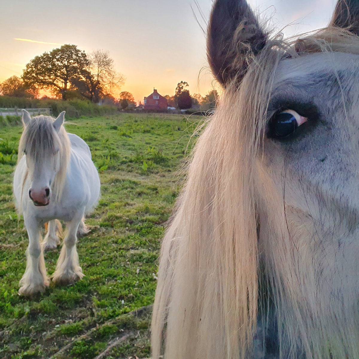 Kong No Swim | The PATSIES