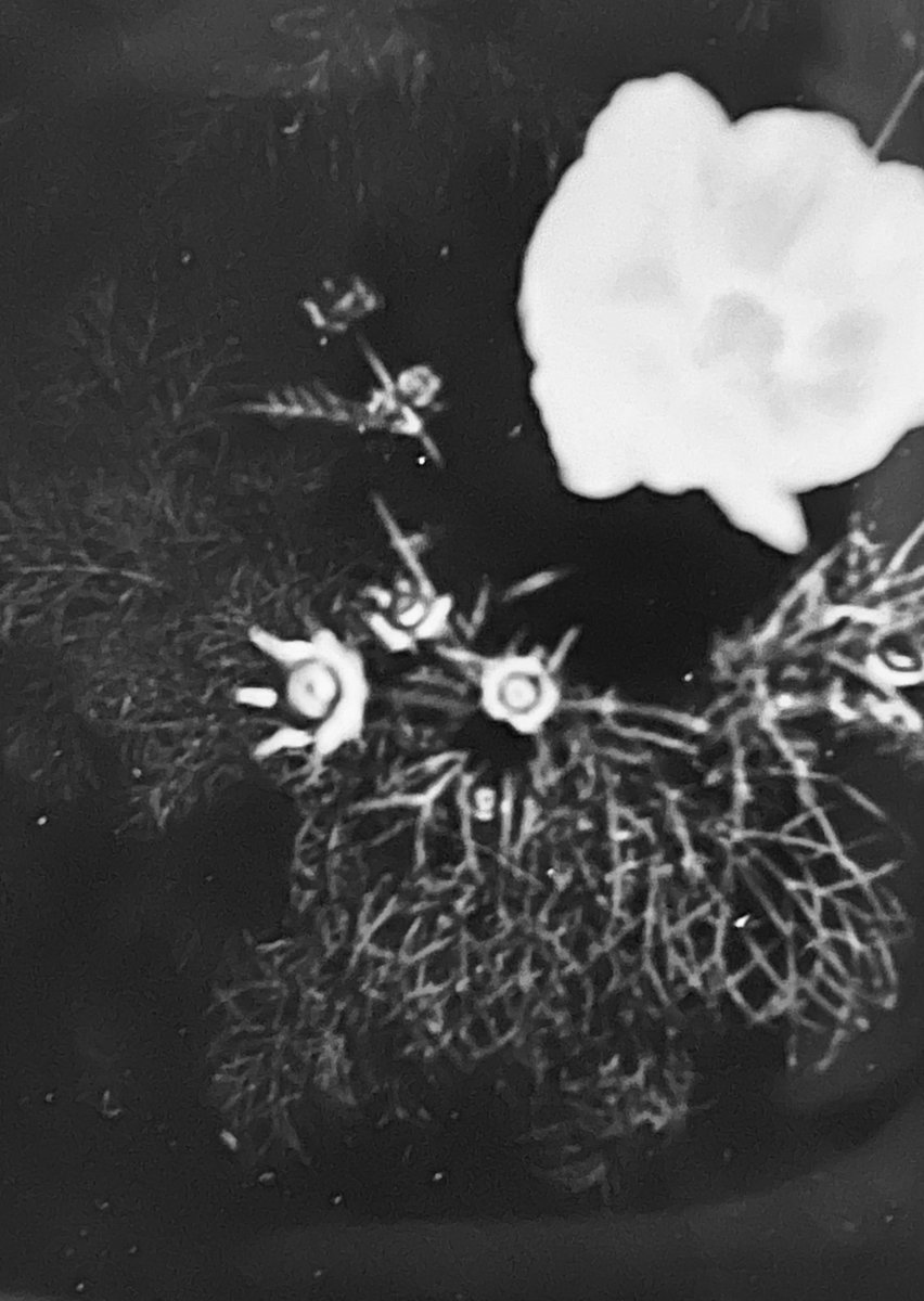 Pandémie | Grossel (Mtl)