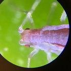 A I A : Alien Observer | Grouper