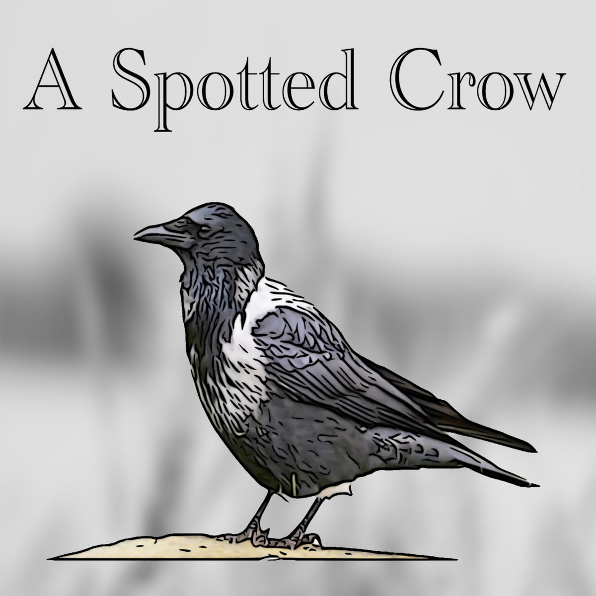 Spot On | A Spotted Crow