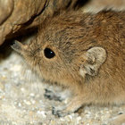 1 Trait High | 1 Trait Danger