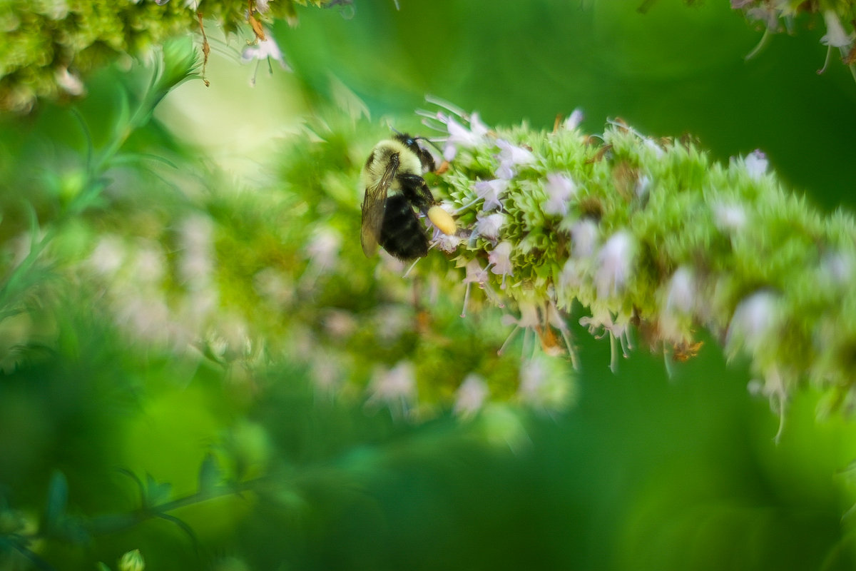 2008 | Psychotic Animal