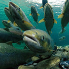 Franco Luambo Makiadi Presents Les Editions Populaires (1968-1970 ...