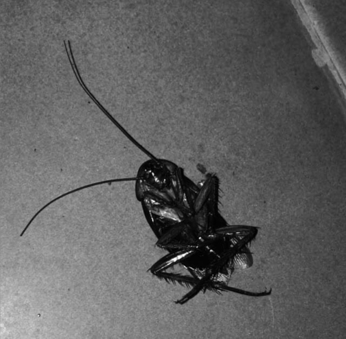 THE GARBAGE DEMO | TOILET BUG