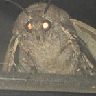 Operation: Doomsday (Complete) | MF DOOM