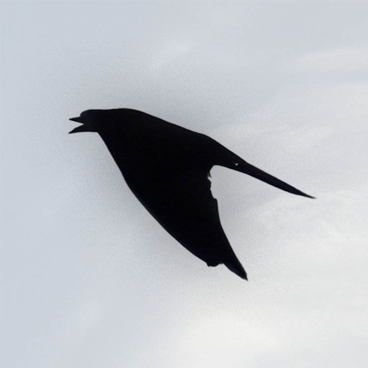 Alien Bird | Alien Bird