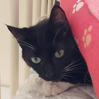 Scissorgames | Ghost Of The Machine