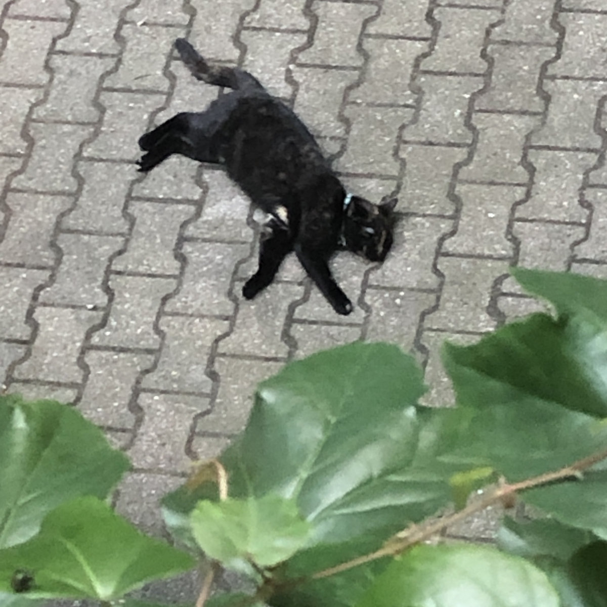 Maybe Music Vol. 1 | Charlie Perris | Presse Records