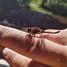 Scissorgames | Ghost Of The Machine