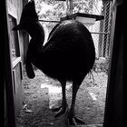 Pretty Hate Machine (Remastered) | Nine Inch Nails | Craft Recordings