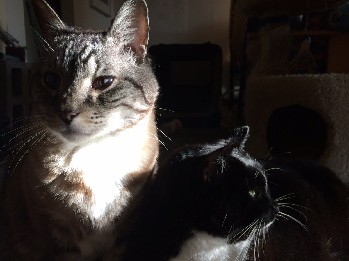 As the Seas Rise | Panch The Cat