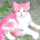 View-Monster | Lemon Demon | Needlejuice Records