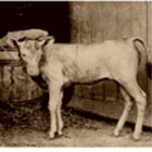 Submersus | HELL | Sentient Ruin Laboratories